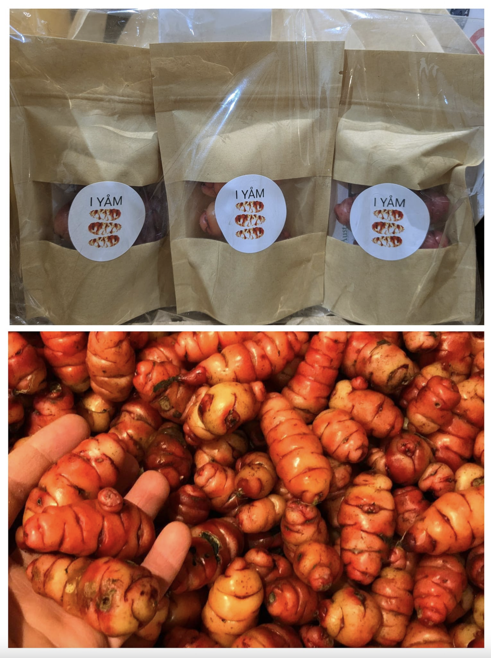 iYam Grow your Own Yam Starter Packs – Allpress Antiques